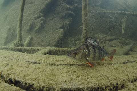 Perch | Wild About Gardens