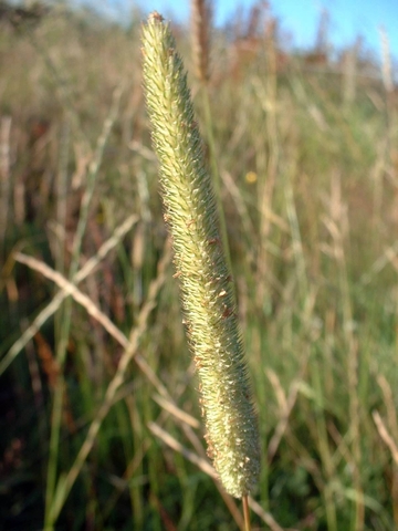 Timothy | Wild About Gardens