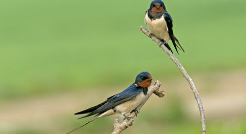 Hear a swift, swallow and house martin | Wild About Gardens