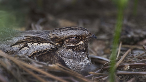 Nightjar | Wild About Gardens