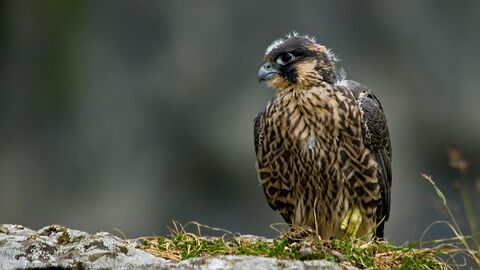 Peregrine falcon | Wild About Gardens