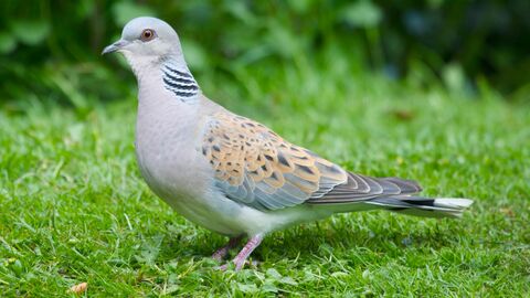 Turtle dove | Wild About Gardens