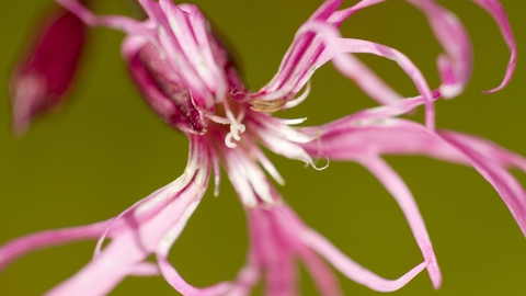 Ragged-robin | Wild About Gardens