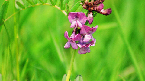 Bush vetch | Wild About Gardens