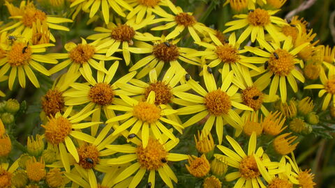 Common ragwort | Wild About Gardens