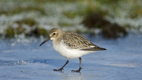Dunlin | Wild About Gardens