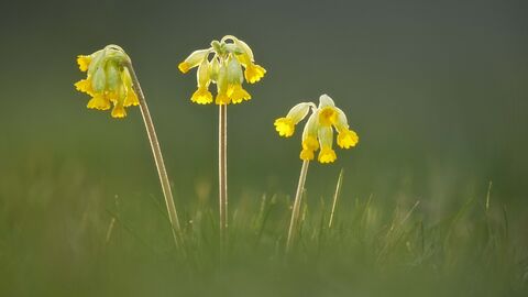Cowslip | Wild About Gardens