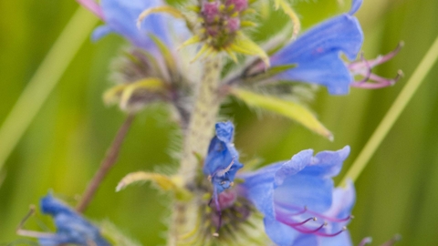 Viper's-bugloss | Wild About Gardens