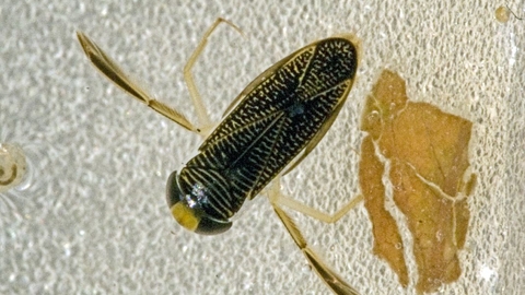 Lesser water boatman | Wild About Gardens