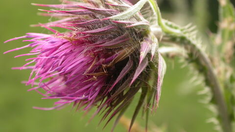 Musk thistle | Wild About Gardens