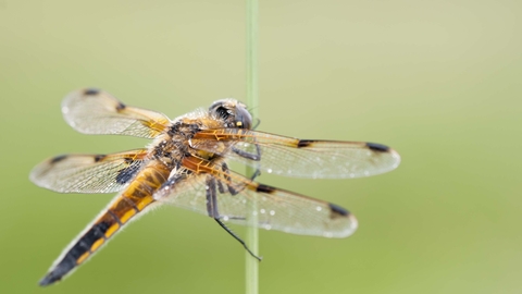Four-spotted chaser | Wild About Gardens