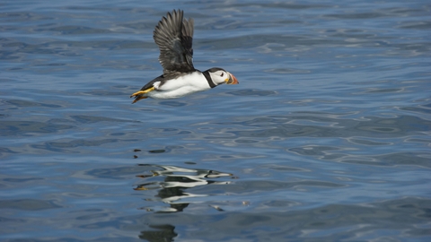 Puffin | Wild About Gardens