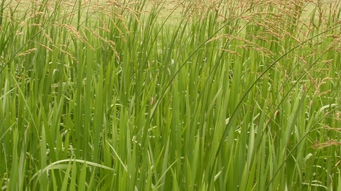 Reed sweet-grass | Wild About Gardens
