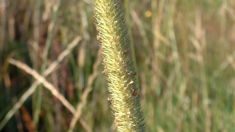 Timothy | Wild About Gardens