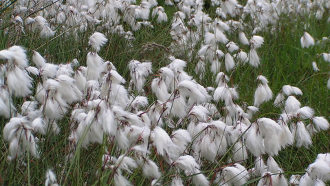 Common cotton-grass | Wild About Gardens