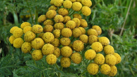 Tansy | Wild About Gardens