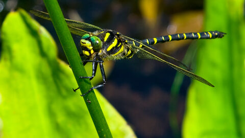Golden-ringed dragonfly | Wild About Gardens