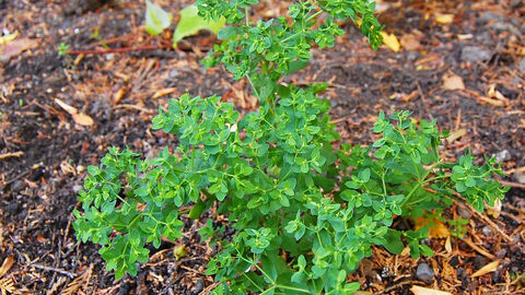 Petty spurge | Wild About Gardens