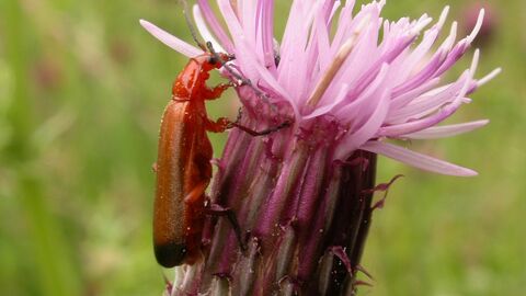 Common red soldier beetle | Wild About Gardens