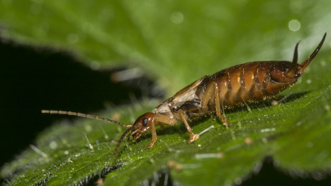Common earwig | Wild About Gardens