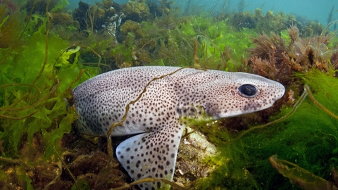 Small-spotted catshark | Wild About Gardens