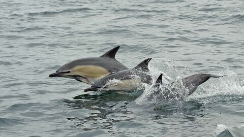 Common dolphin | Wild About Gardens