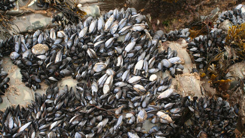 Mussel | Wild About Gardens