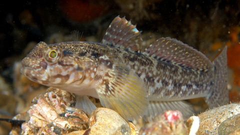 Rock goby | Wild About Gardens