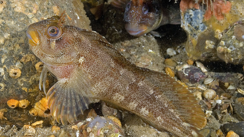 Tompot blenny | Wild About Gardens
