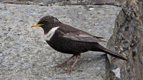 Ring ouzel | Wild About Gardens