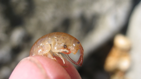 Sand hopper | Wild About Gardens