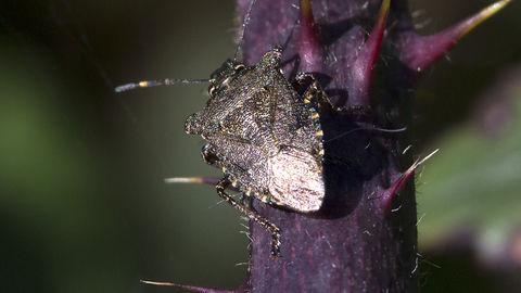 Bronze shieldbug | Wild About Gardens