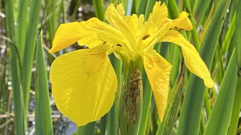 Yellow iris | Wild About Gardens