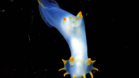 Yellow edged polycera | Wild About Gardens