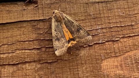 Large yellow underwing | Wild About Gardens
