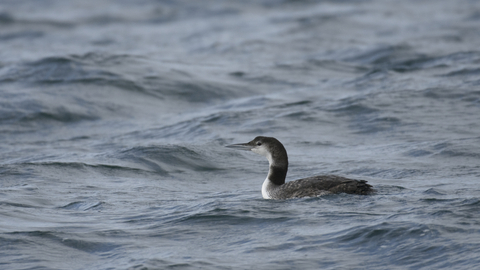 Great northern diver | Wild About Gardens