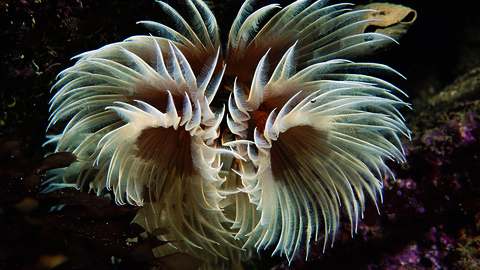 Twin fan worm | Wild About Gardens