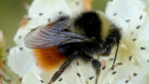 Bilberry bumblebee | Wild About Gardens