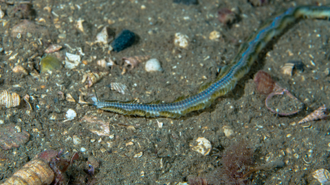 Ragworm | Wild About Gardens