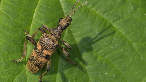 Black-spotted longhorn beetle | Wild About Gardens