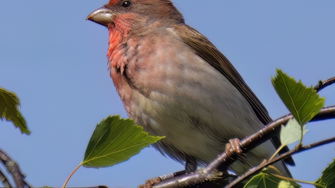 Common rosefinch | Wild About Gardens