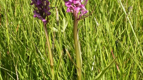 Southern marsh orchid | Wild About Gardens