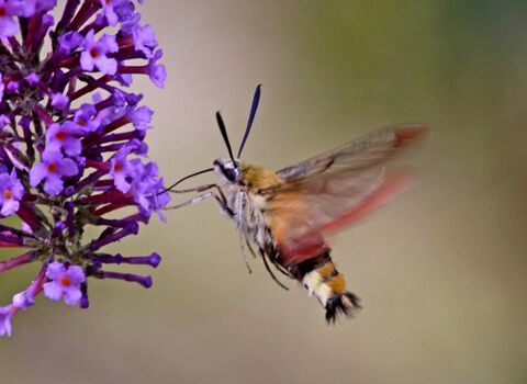 Broad-bordered bee hawk-moth | Wild About Gardens