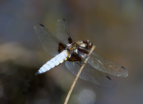 Broad-bodied chaser | Wild About Gardens