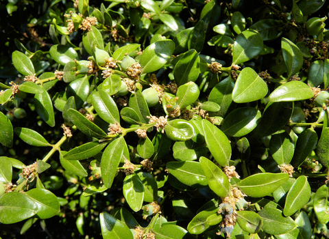 Common box | Wild About Gardens