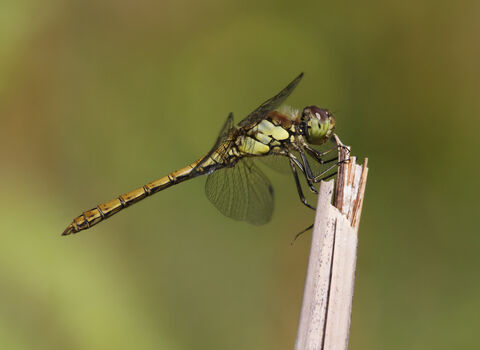 Common darter | Wild About Gardens