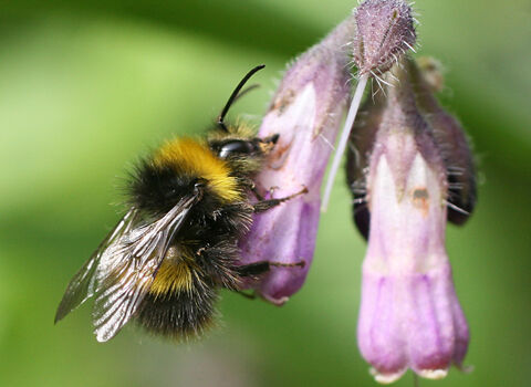 Early bumblebee | Wild About Gardens