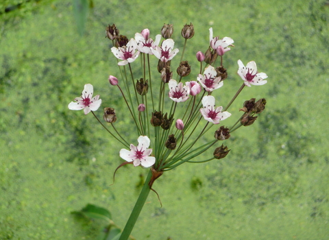 Flowering rush | Wild About Gardens