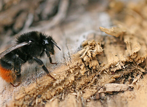 Red-tailed bumblebee | Wild About Gardens