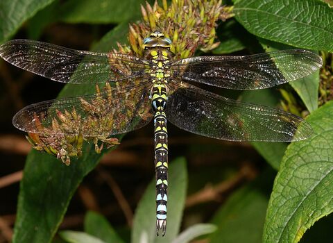 Southern hawker | Wild About Gardens